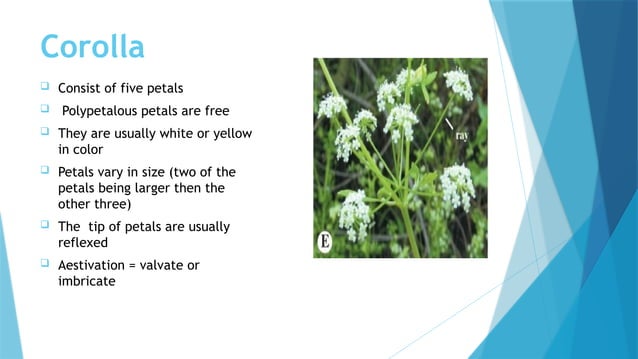 Family Apiaceae.ppt by Adeel Ahmad BS Botany | PPTX