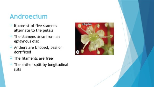 Family Apiaceae.ppt by Adeel Ahmad BS Botany | PPTX