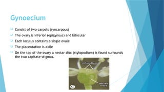 Family Apiaceae.ppt by Adeel Ahmad BS Botany | PPTX