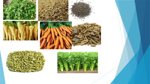 Family Apiaceae.ppt by Adeel Ahmad BS Botany | PPTX