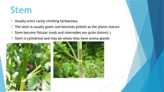 Family Apiaceae.ppt by Adeel Ahmad BS Botany | PPTX
