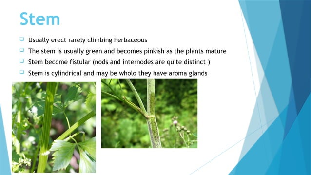 Family Apiaceae.ppt by Adeel Ahmad BS Botany | PPTX