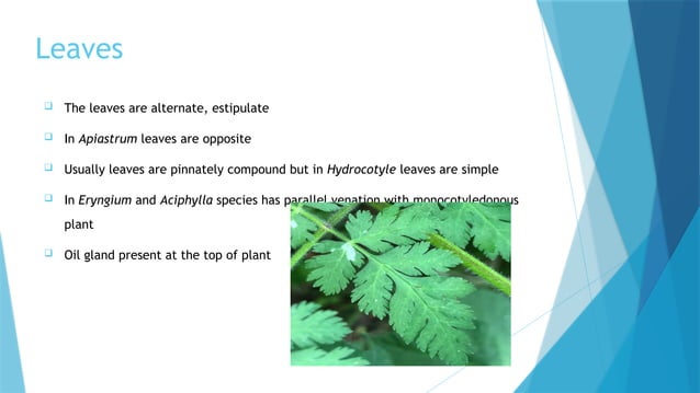 Family Apiaceae.ppt by Adeel Ahmad BS Botany | PPTX