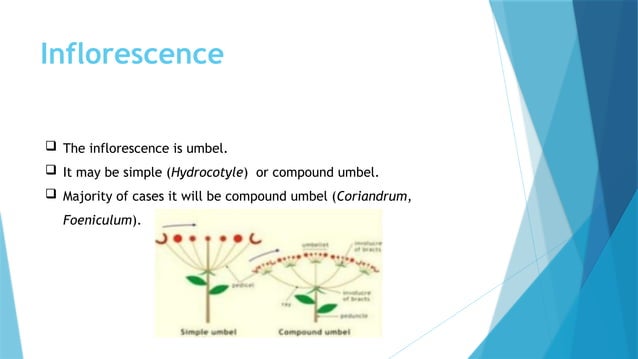 Family Apiaceae.ppt by Adeel Ahmad BS Botany | PPTX