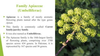 Family Apiaceae(Umbelliferae) by Khasha Ashraf | PPTX