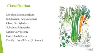 Family Apiaceae(Umbelliferae) by Khasha Ashraf | PPTX