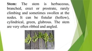 Family Apiaceae(Umbelliferae) by Khasha Ashraf | PPTX