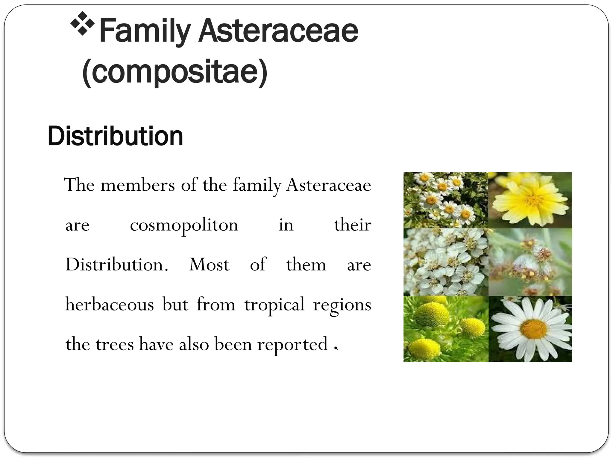Family Asteraceae (ZUNAIRA SHABEER).pptx