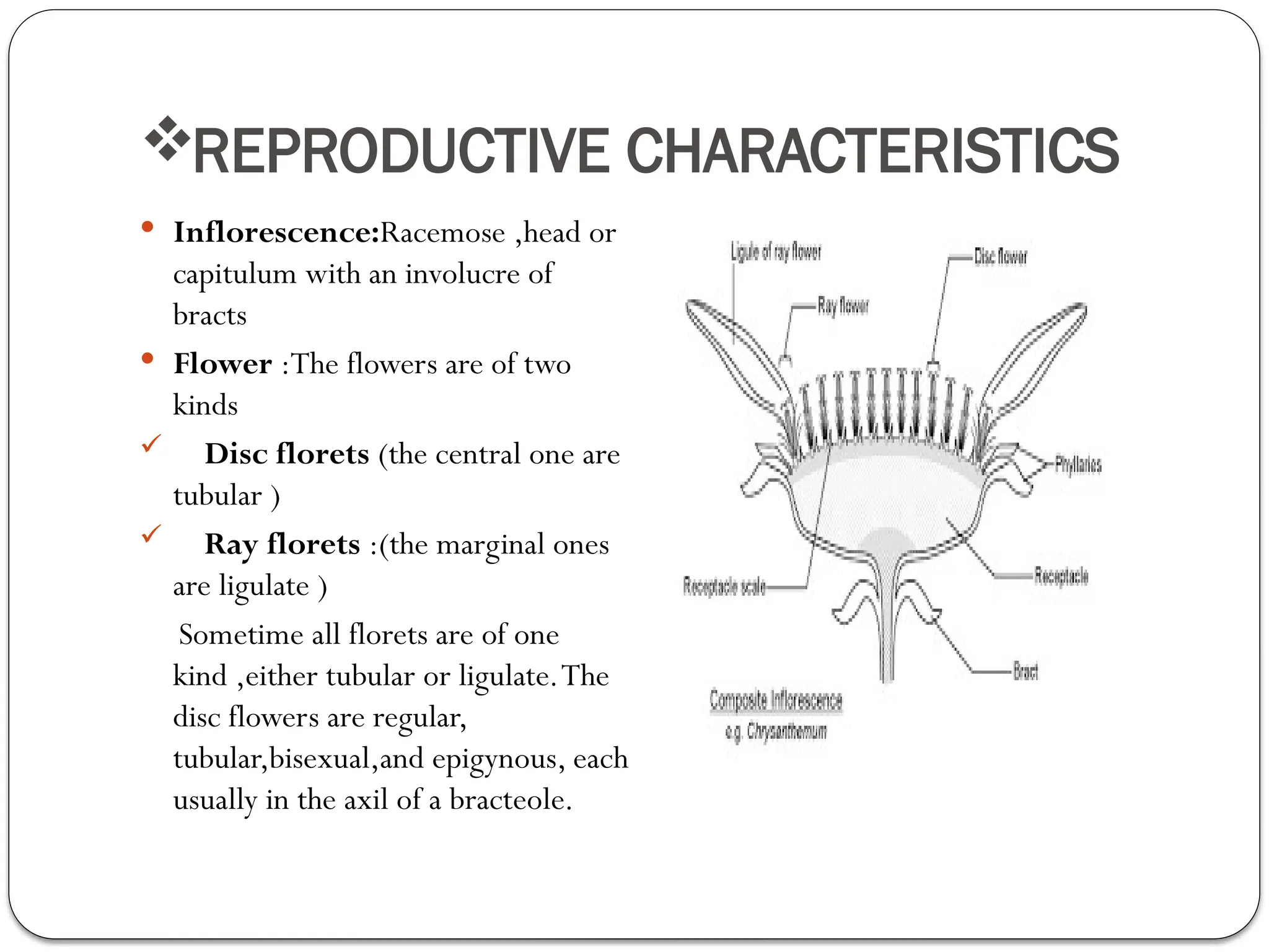 Family Asteraceae (ZUNAIRA SHABEER).pptx