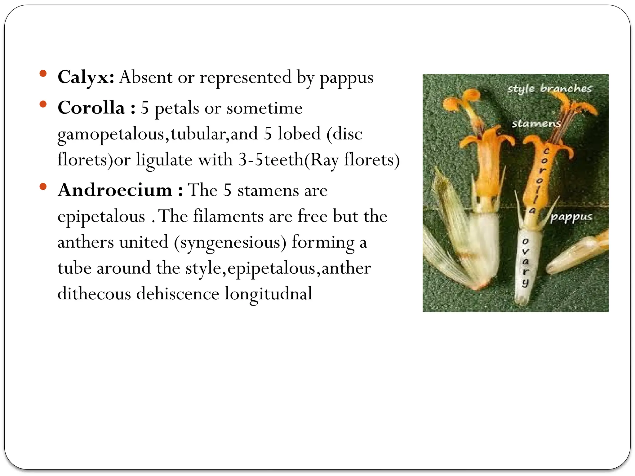 Family Asteraceae (ZUNAIRA SHABEER).pptx