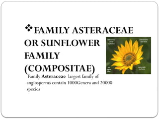 Family Asteraceae (ZUNAIRA SHABEER).pptx