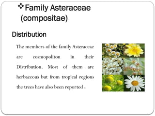Family Asteraceae (ZUNAIRA SHABEER).pptx
