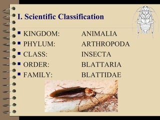 Family blattidae 2013 | PPT