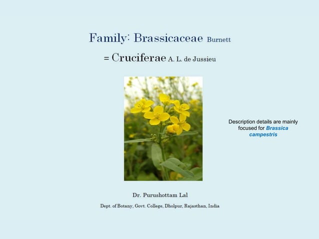 Family brassicaceae | PPTX