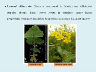 Family brassicaceae | PPTX