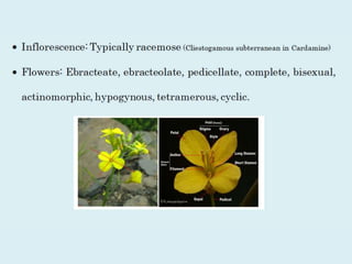 Family brassicaceae | PPTX