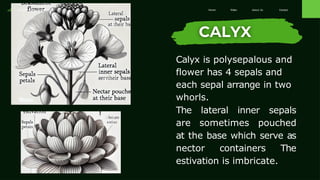 Family Brassicaceae by Aqsa Ahmed from botany | PPTX