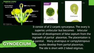 Family Brassicaceae by Aqsa Ahmed from botany | PPTX