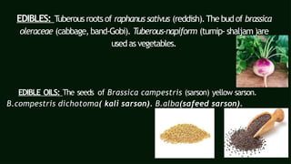 Family Brassicaceae by Aqsa Ahmed from botany | PPTX