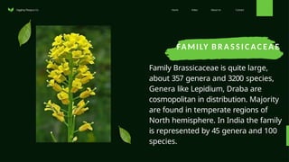 Family Brassicaceae by Aqsa Ahmed from botany | PPTX