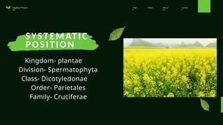 Family Brassicaceae by Aqsa Ahmed from botany | PPTX