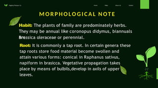 Family Brassicaceae by Aqsa Ahmed from botany | PPTX