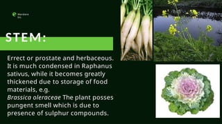 Family Brassicaceae by Aqsa Ahmed from botany | PPTX