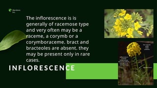 Family Brassicaceae by Aqsa Ahmed from botany | PPTX