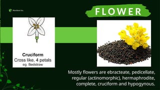 Family Brassicaceae by Aqsa Ahmed from botany | PPTX