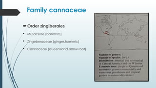 Family Cannaceae 0237.pptx by Zainab Pir Din | PPTX
