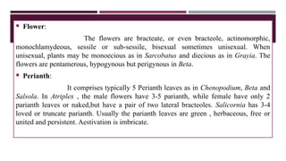 Family Chenopodiaceae By Iqra Aslam GCUL | PPTX