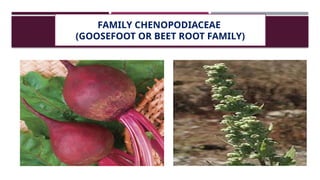 Family Chenopodiaceae By Iqra Aslam GCUL | PPTX