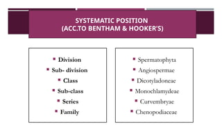 Family Chenopodiaceae By Iqra Aslam GCUL | PPTX