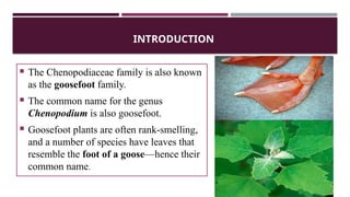 Family Chenopodiaceae By Iqra Aslam GCUL | PPTX