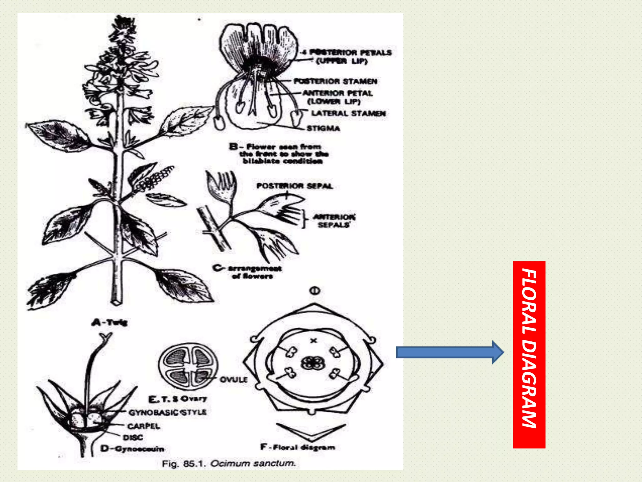 Family lamiaceae | PPTX