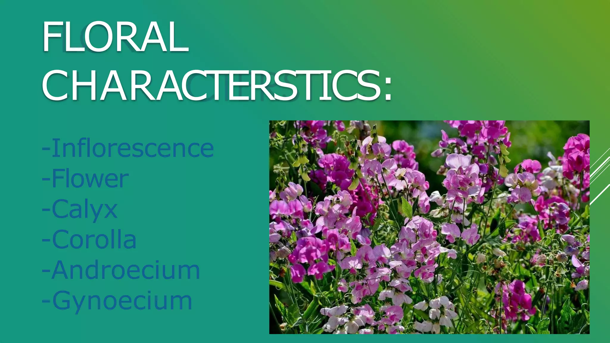 family_leguminosae_ppt.pptx