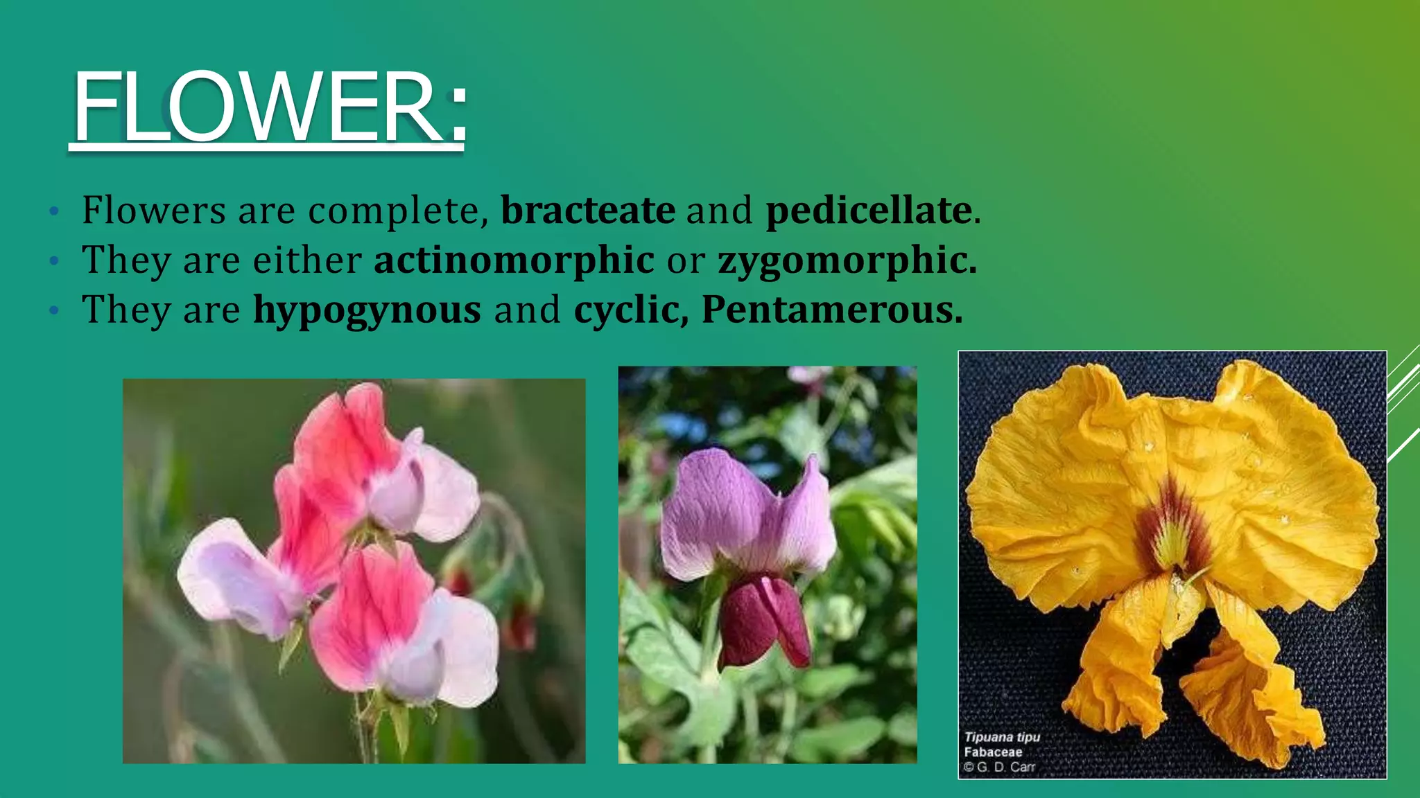 family_leguminosae_ppt.pptx