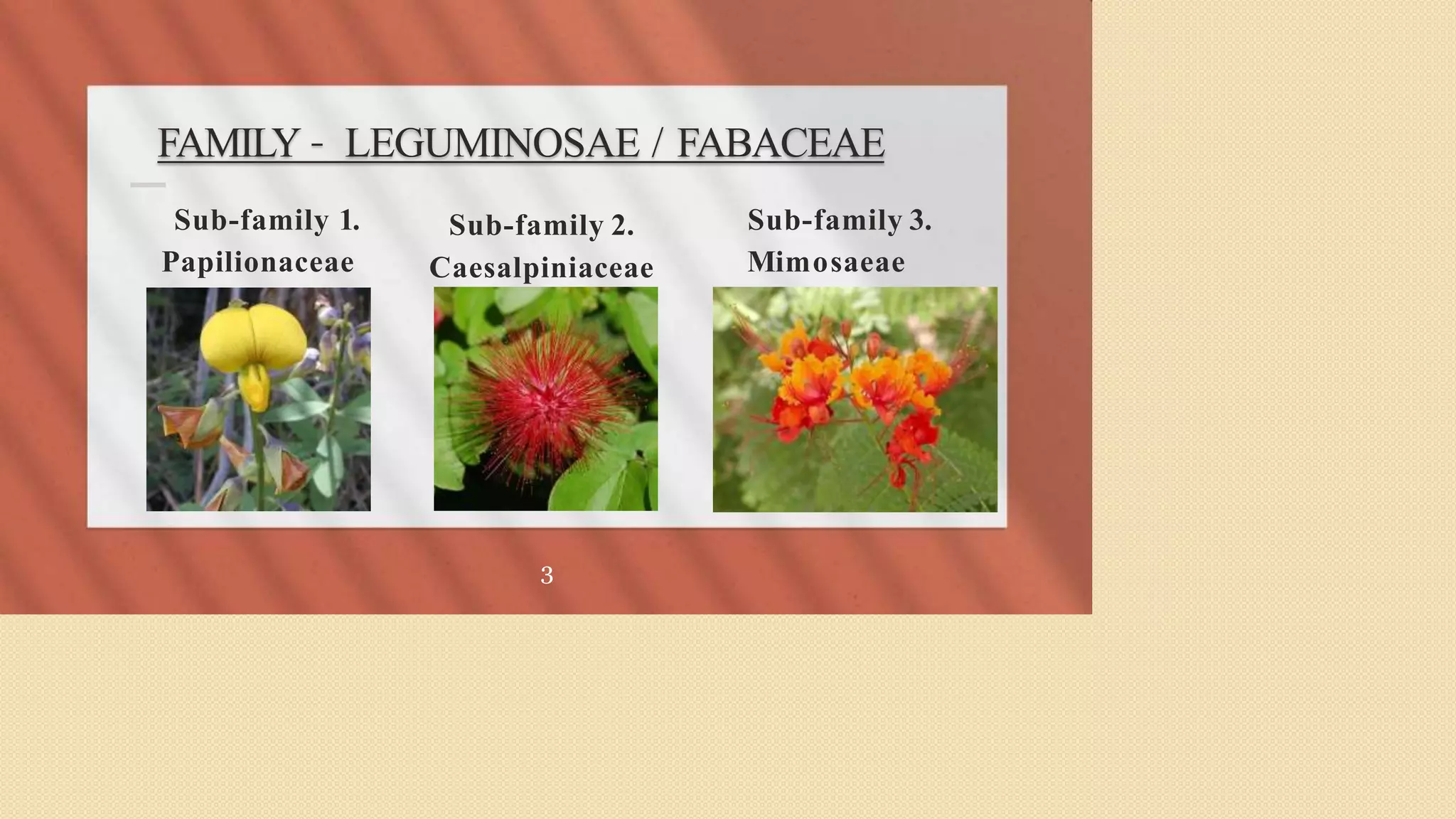 family_leguminosae_ppt.pptx | Gardening | Home & Garden