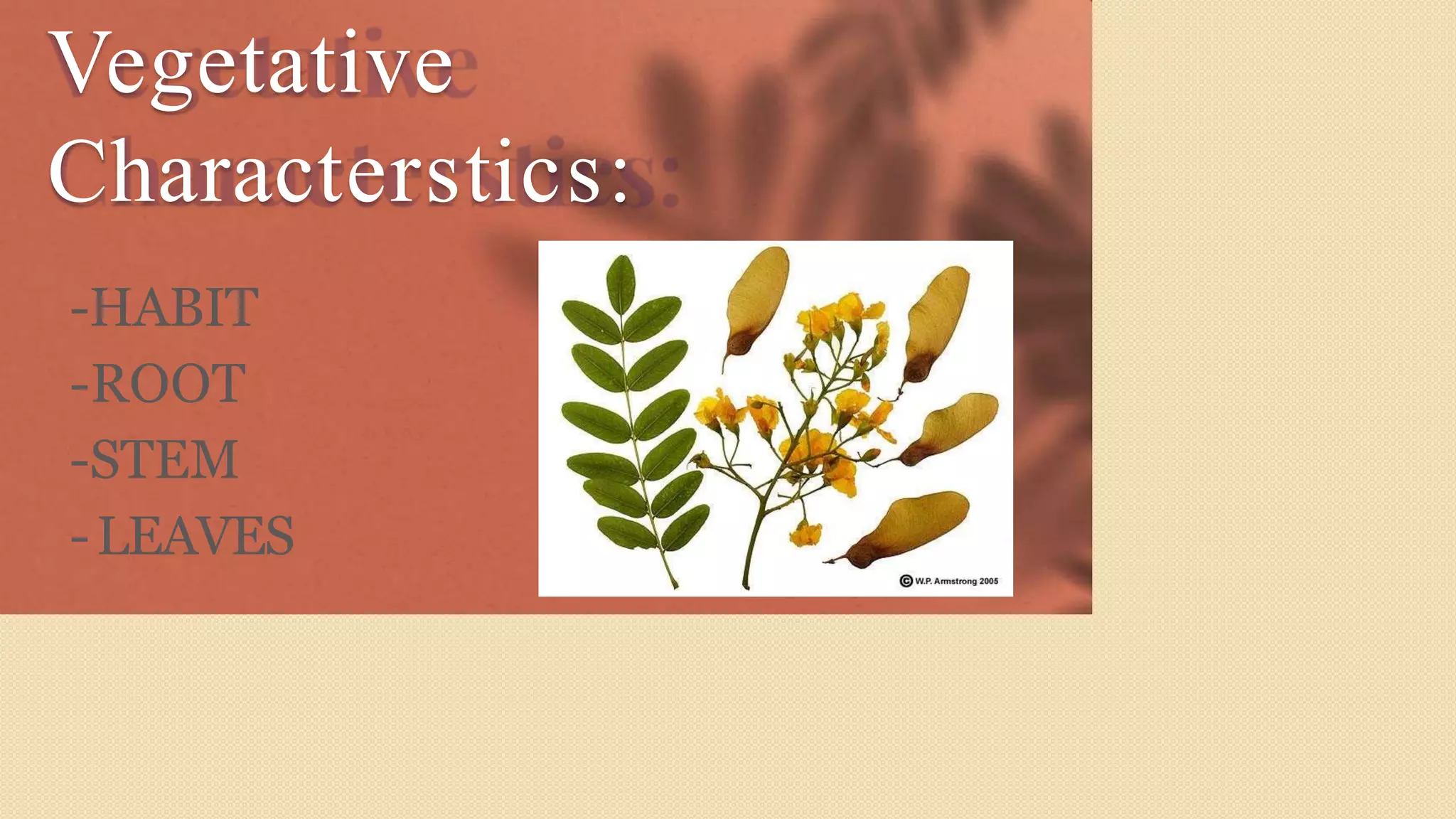 family_leguminosae_ppt.pptx