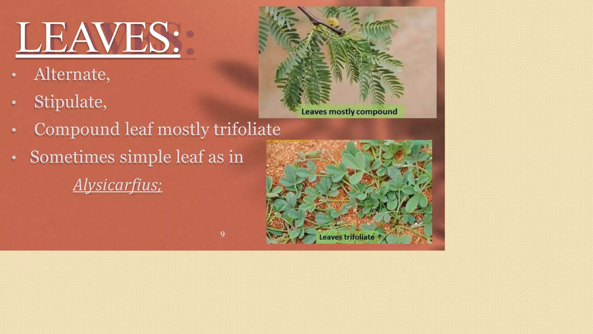 family_leguminosae_ppt.pptx