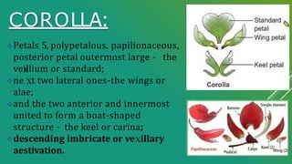 family_leguminosae_ppt.pptx