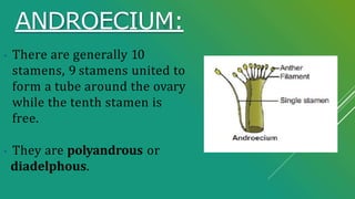 family_leguminosae_ppt.pptx