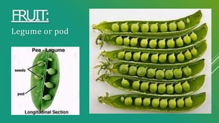 family_leguminosae_ppt.pptx