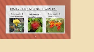 family_leguminosae_ppt.pptx