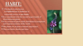 family_leguminosae_ppt.pptx