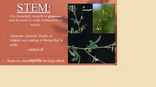 family_leguminosae_ppt.pptx