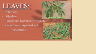 family_leguminosae_ppt.pptx