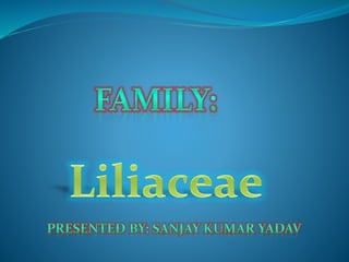 Liliaceae | PPTX