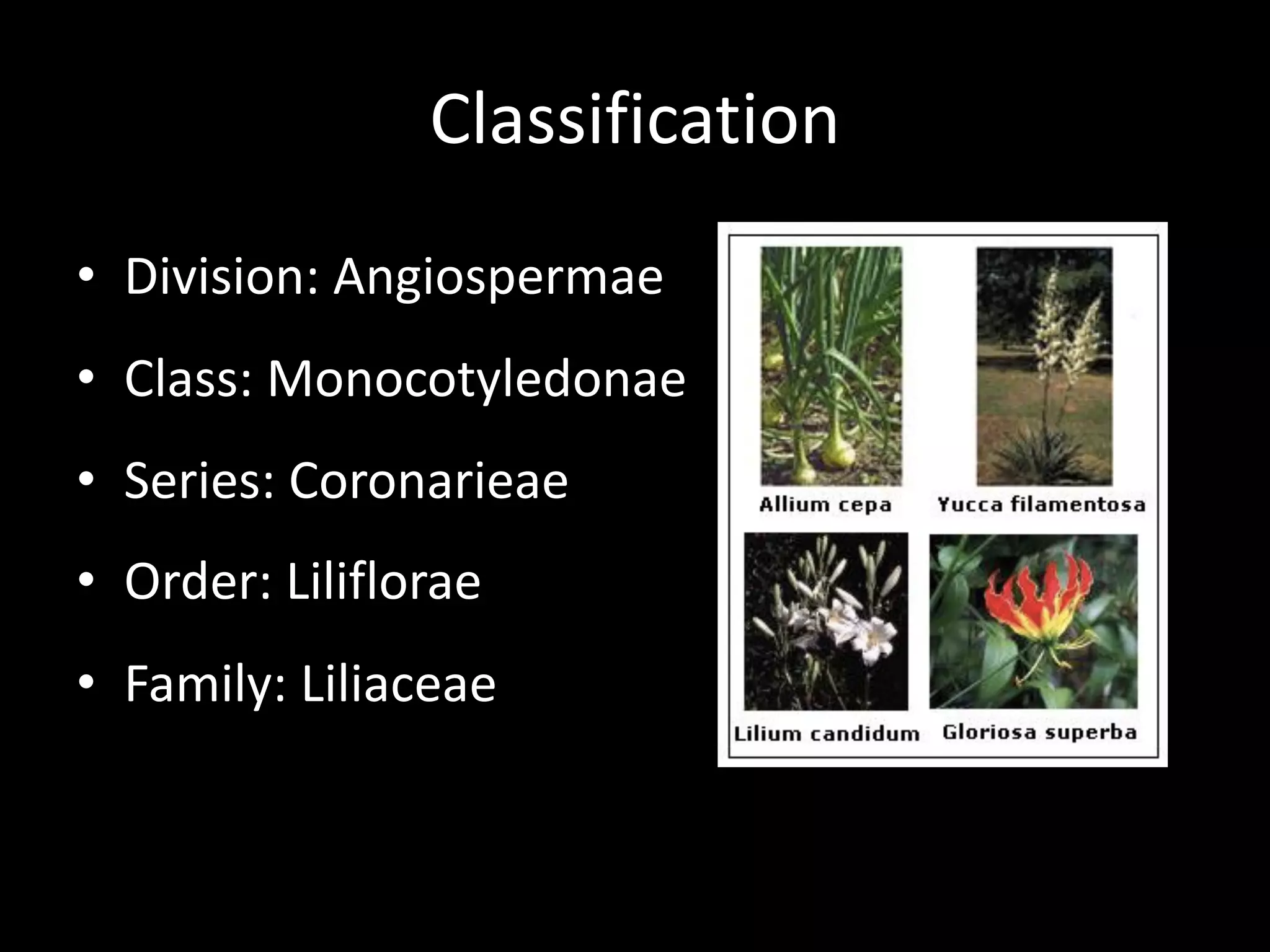 Taxonomy of Angiosperms: Family Liliaceae | PDF