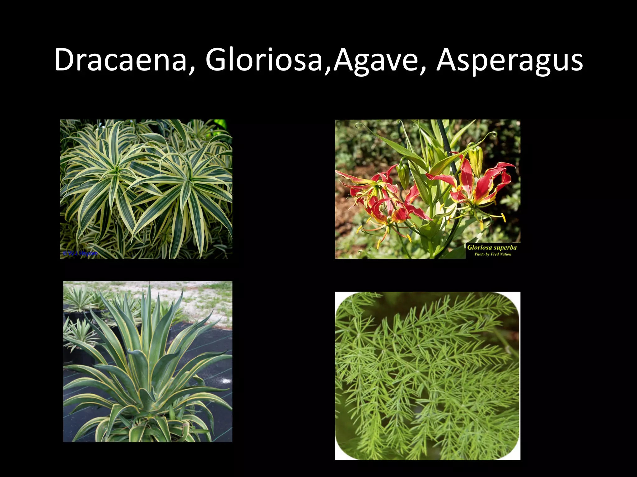 Taxonomy of Angiosperms: Family Liliaceae | PDF